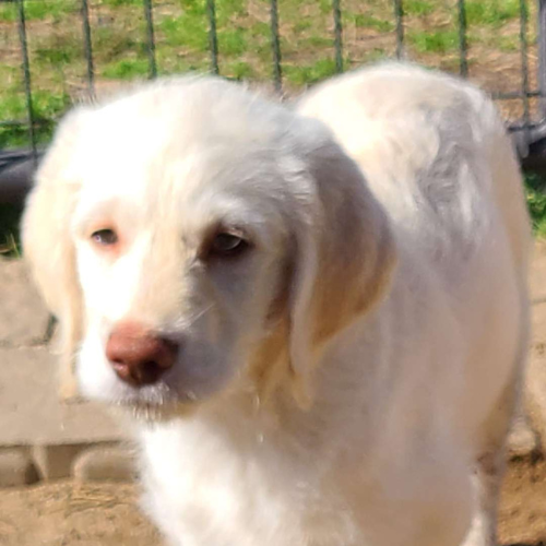 Available Puppies – Ambassador Labradors